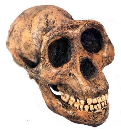 Lucy, Australopithecus afarensis, Skull Reconstruction #1387 ...