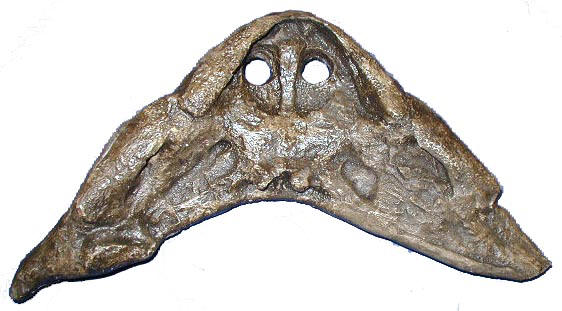 Diplocaulus, amphibian skull #67 | Prehistoric Planet Store