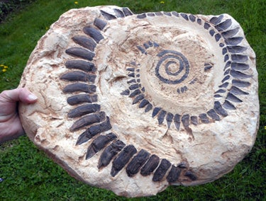 Helicoprion, whorl-tooth shark #463 replica | Prehistoric Planet Store