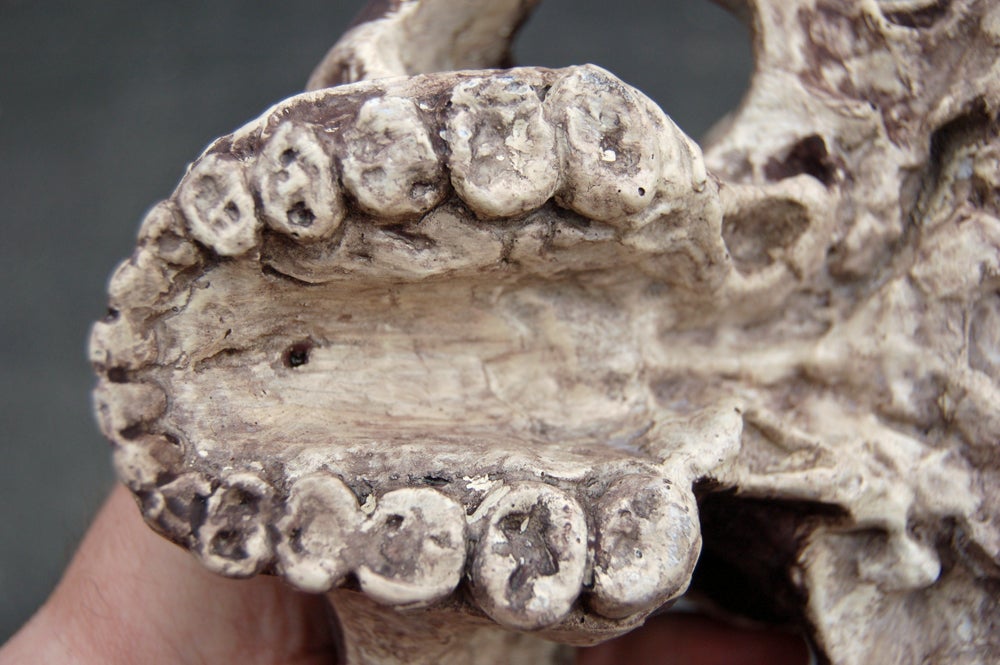 Paranthropus boisei now Australopithecus, early human skull #1008 ...