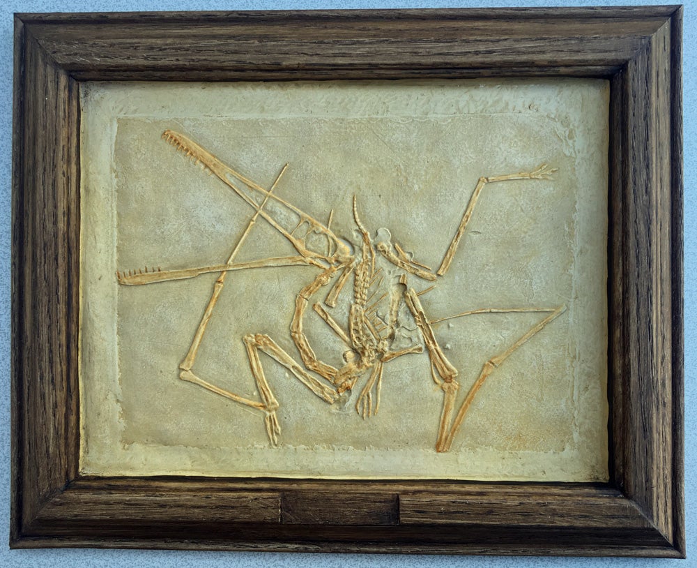 Pterodactylus antiquus (pterosaur skeleton) #1235 replica | Prehistoric ...