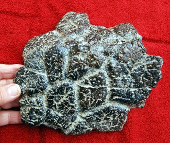 Ankylosaurus, large osteoderm plate #2846 replica | Prehistoric Planet ...