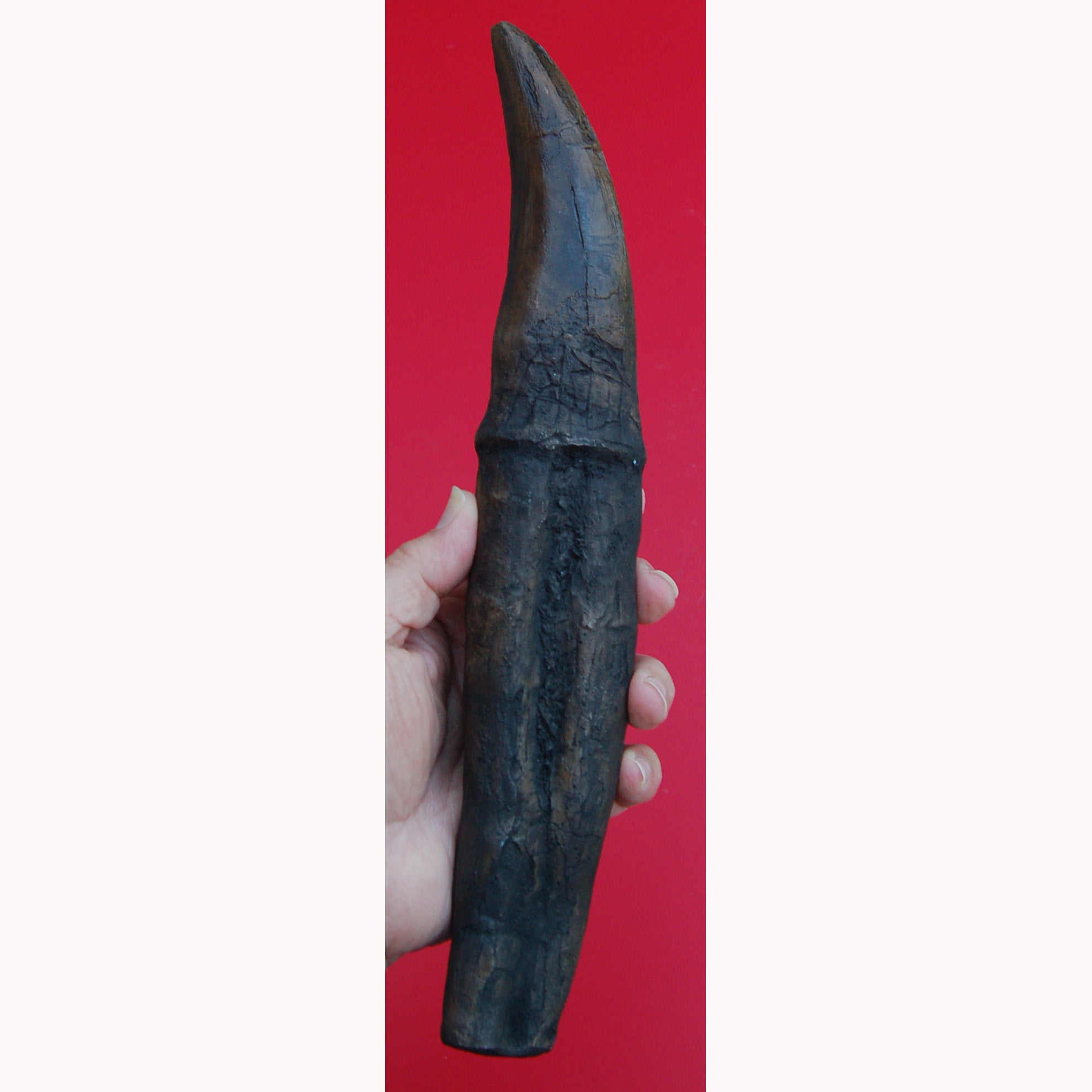 Tyrannosaurus rex, 13-inch tooth #431 | Prehistoric Planet Store