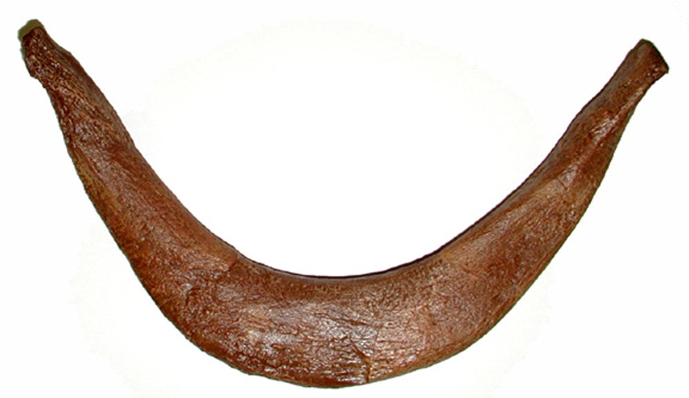Tyrannosaurus rex furcula, wishbone #747 | Prehistoric Planet Store