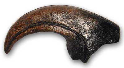 Allosaurus Claw, record size hand claw #157 replica | Prehistoric ...