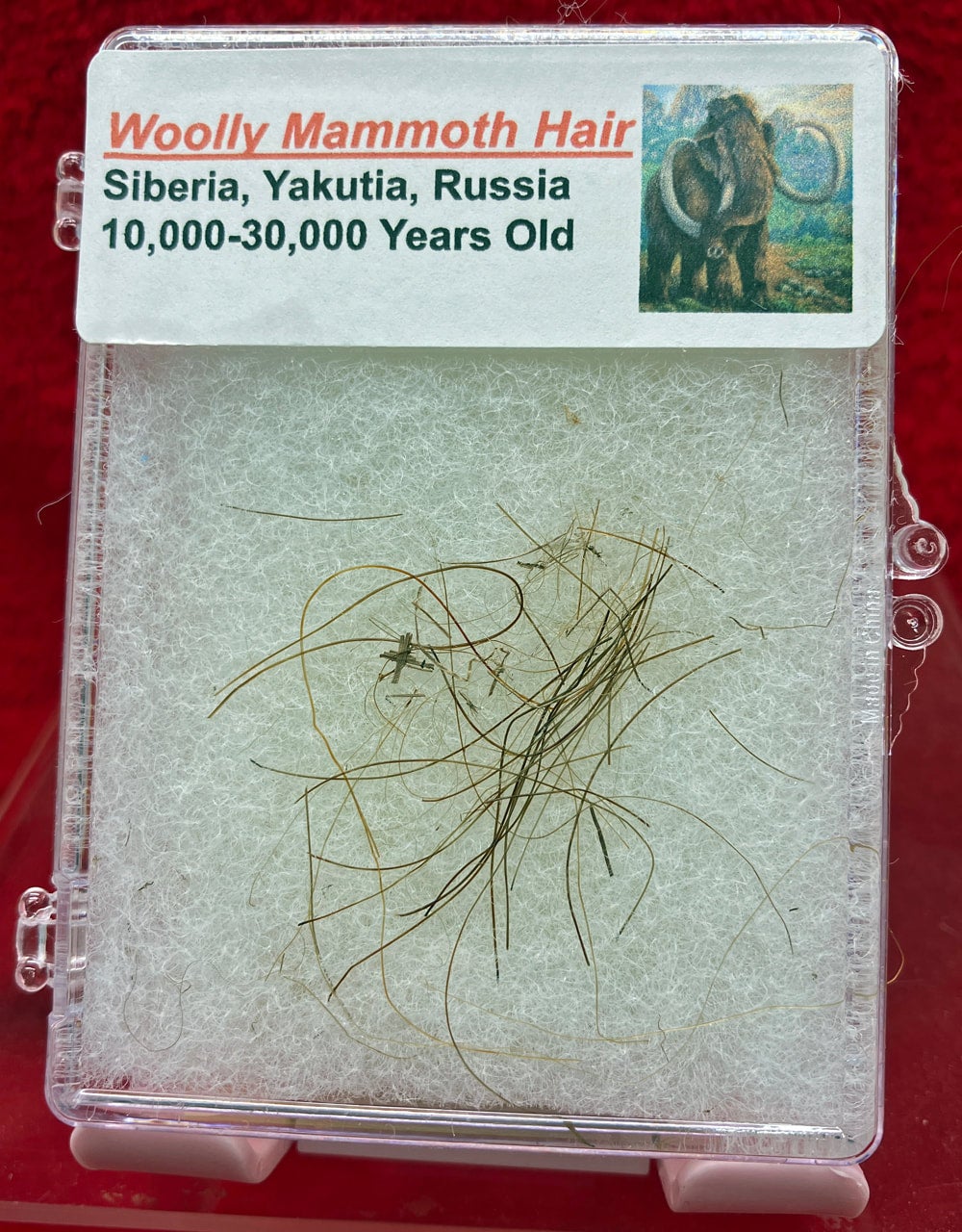 Authentic Woolly Mammoth Hair in Acrylic Display Case #4038 ...