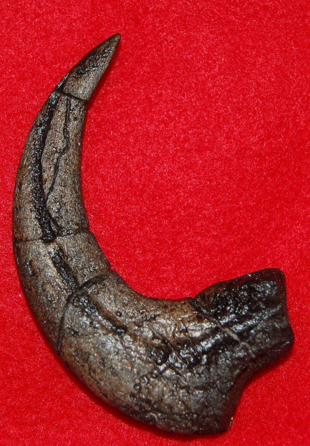 Velociraptor slashing & killing claw #2988 replica | Prehistoric Planet ...