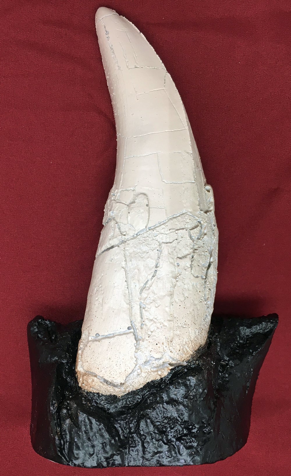 8-inch Tyrannosaurus rex Tooth with Jaw Section, #103 replica ...