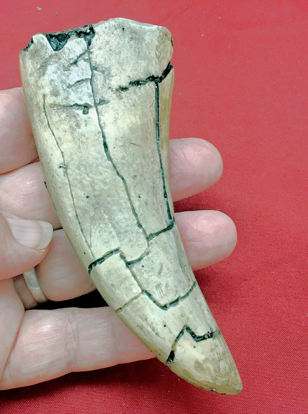 5.5 Inch Tyrannosaurus rex Tooth #107 replica | Prehistoric Planet Store