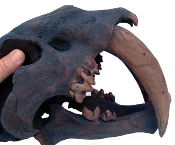 Smilodon fatalis, sabertooth cat skull #1596 replica | Prehistoric ...