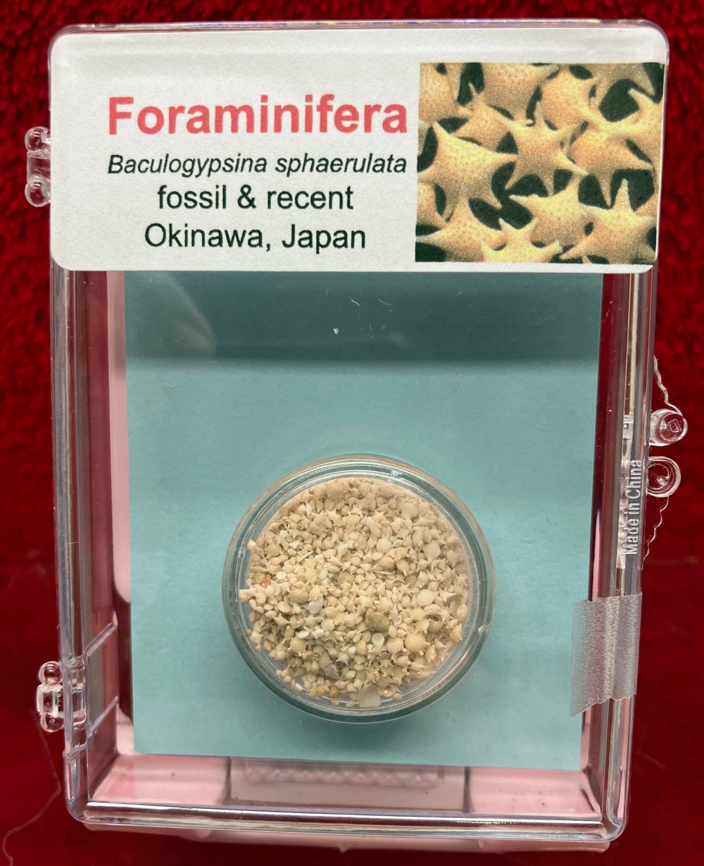 Foraminifera, Baculogypsina sphaerulata, Okinawa, Japanese Star Sand ...