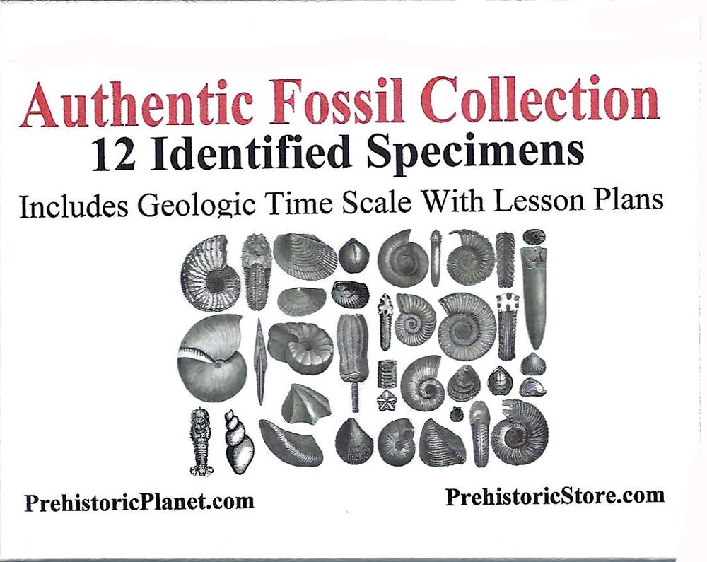 12 Authentic Fossil Collection, Identified with Lesson Plans & Time ...
