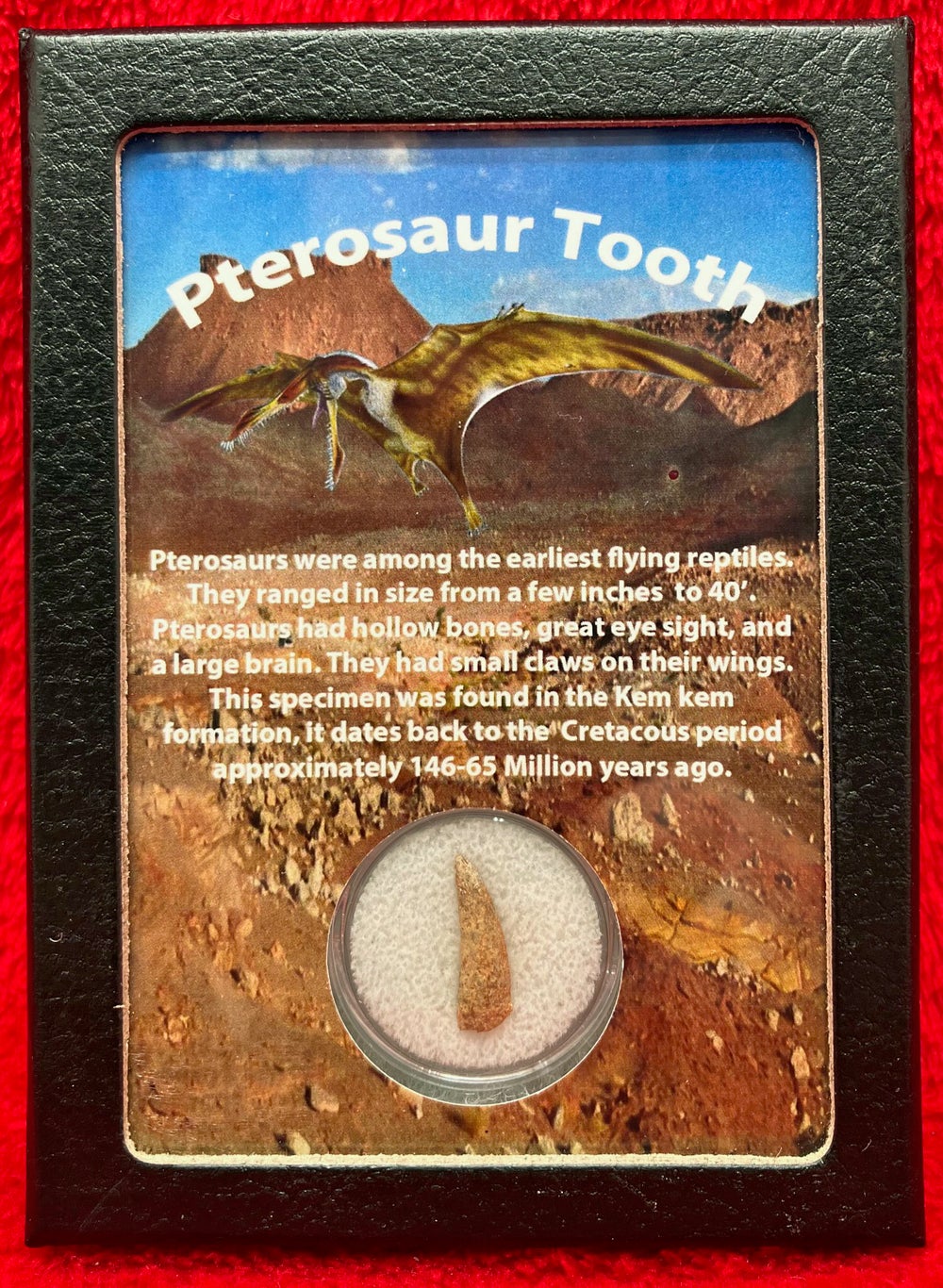 Authentic 19mm Pterosaur Tooth, Cretaceous Age, Kem Kem, Morocco #3557 ...