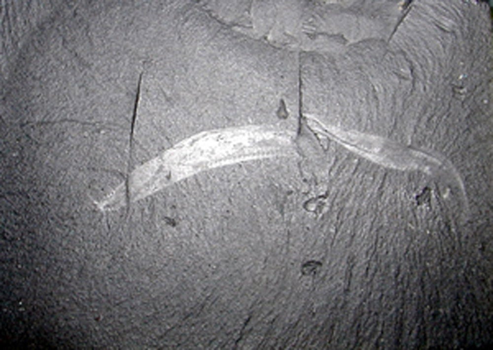 Pikaia gracilens, 2 specimens from the Burgess Shale, replica #714 ...
