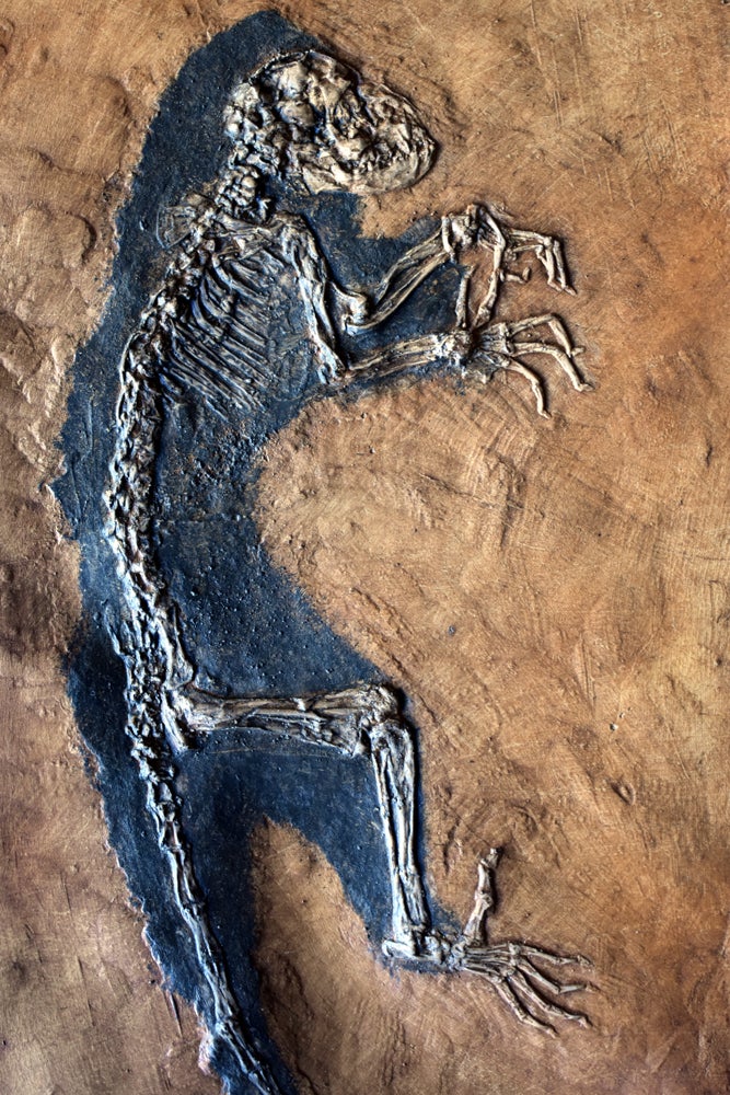 Darwinius masillae, Ida the missing link direct cast #3215 replica ...