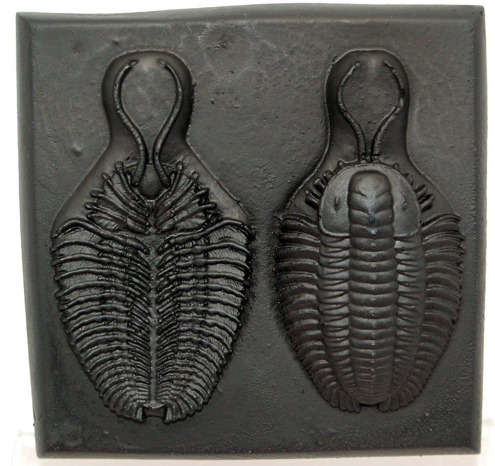 Triarthrus eatoni, Beecher's 1893 trilobite reconstruction #1059 ...