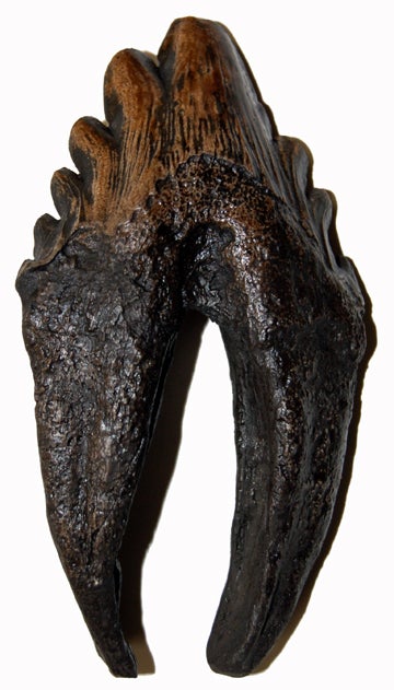 Zygorhiza, early whale tooth molar #1123 | Prehistoric Planet Store