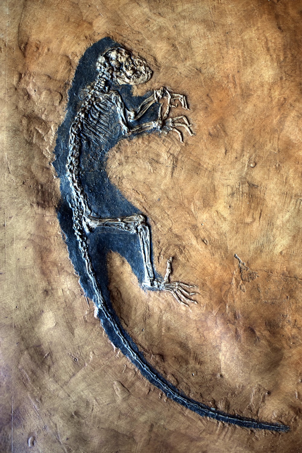 Darwinius masillae, Ida the missing link direct cast #3215 replica ...