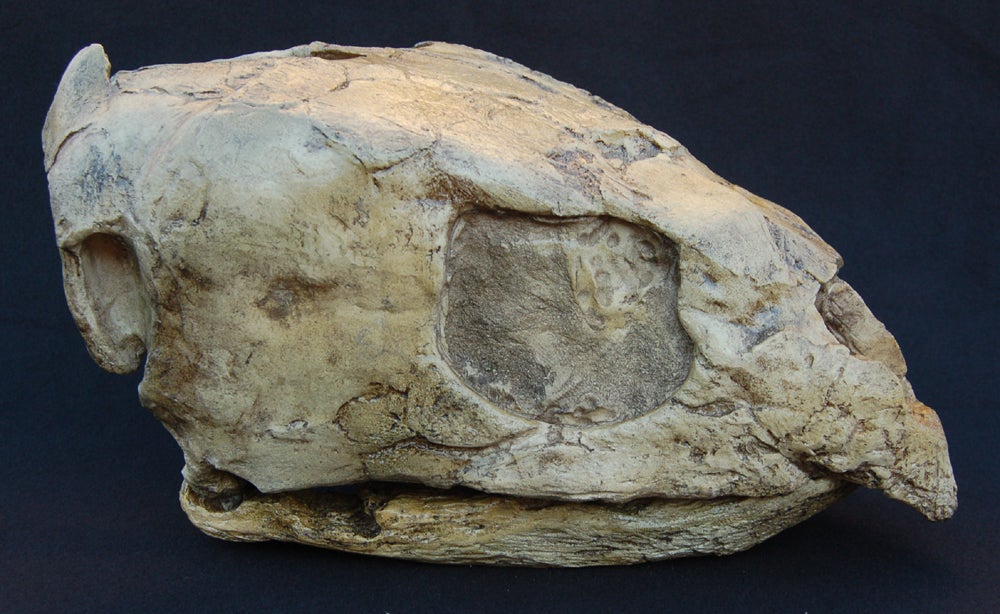 Protostega gigas Fossil Sea Turtle Skull | Prehistoric Planet Store