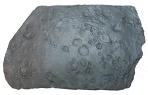 Ediacaran Fauna, Aspidella terranovica., #2204 replica | Prehistoric ...