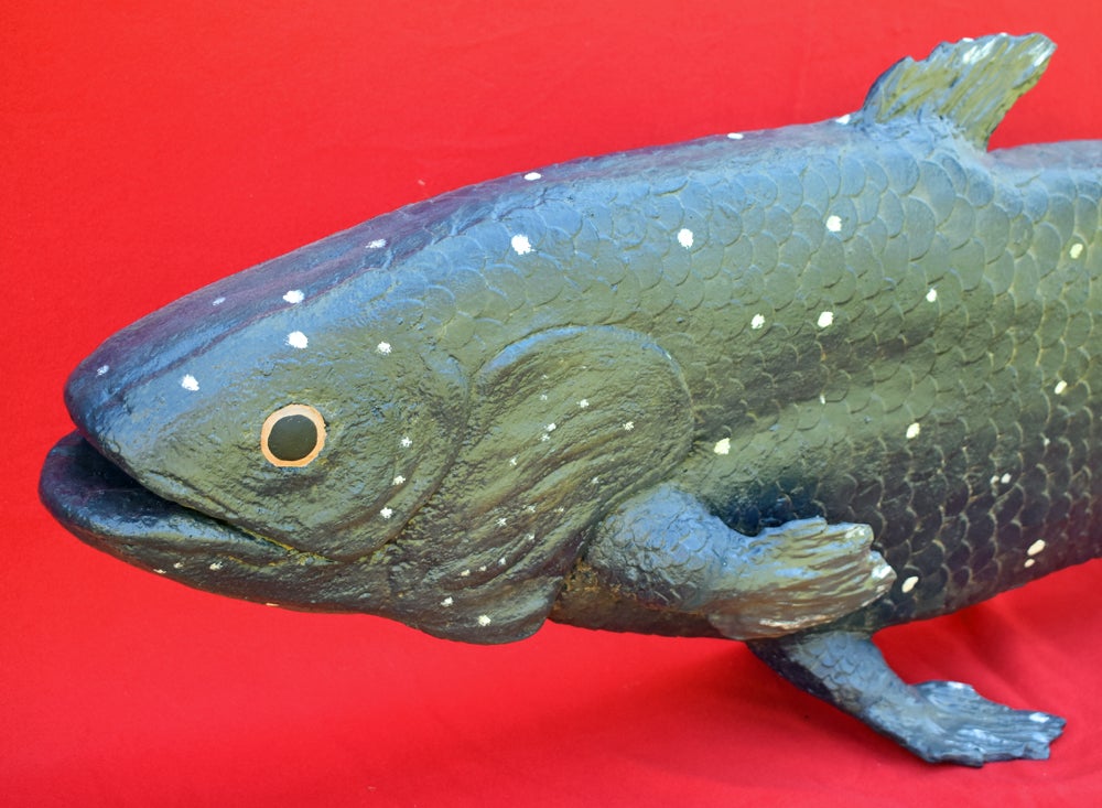 Coelacanth, life size model #3165 | Prehistoric Planet Store