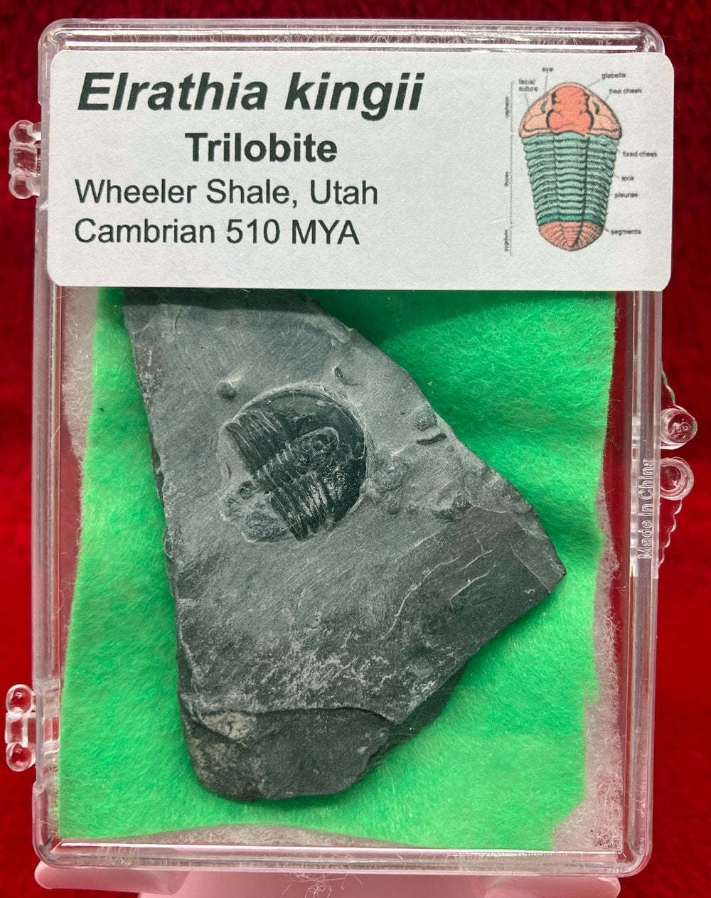 Authentic Elrathia kingii Trilobite Fossil, Cambrian Age, in Acrylic ...