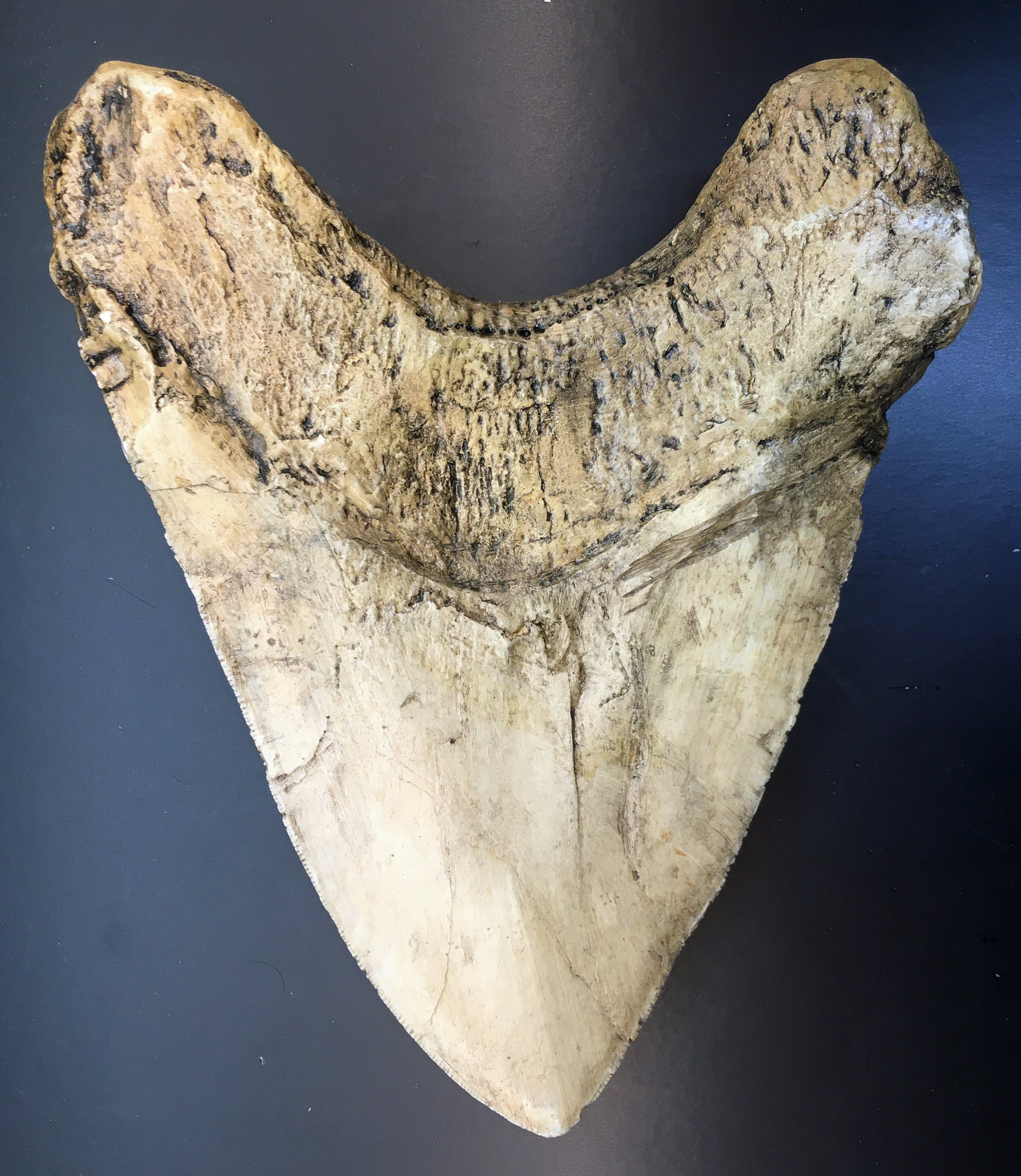 Megalodon Shark Tooth Over 7 Inches, World Record #3050 replica ...