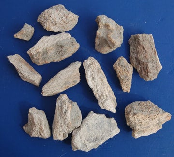 Authentic Chunkosaurus Cretaceous Dinosaur Bone, Real 65 Million Year ...