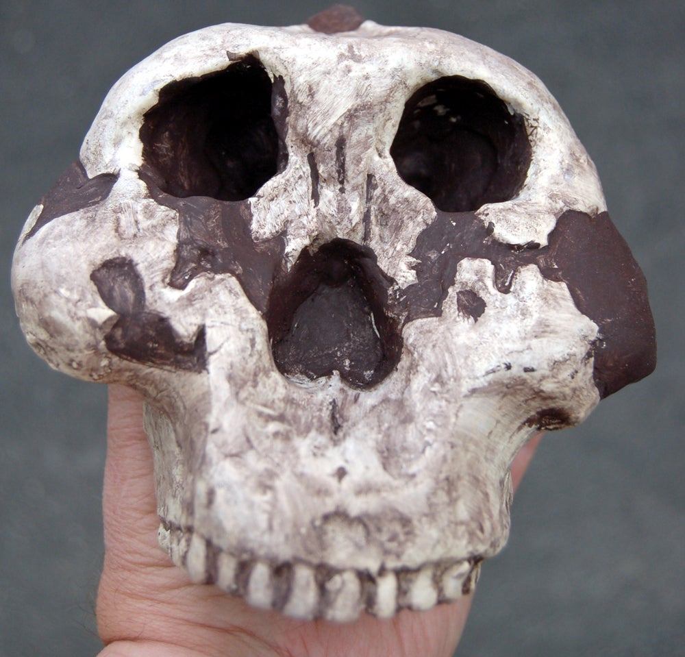 Paranthropus boisei now Australopithecus, early human skull #1008 ...