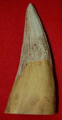 Liopleurodon, tooth | Prehistoric Planet Store