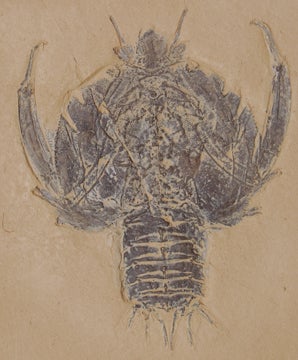 Eryon, Fossil Lobster or Crab #1602 replica | Prehistoric Planet Store