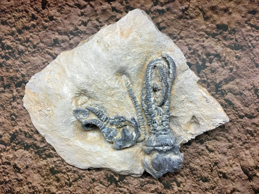 Jimbacrinus bostocki (crinoid) #1225 replica | Prehistoric Planet Store