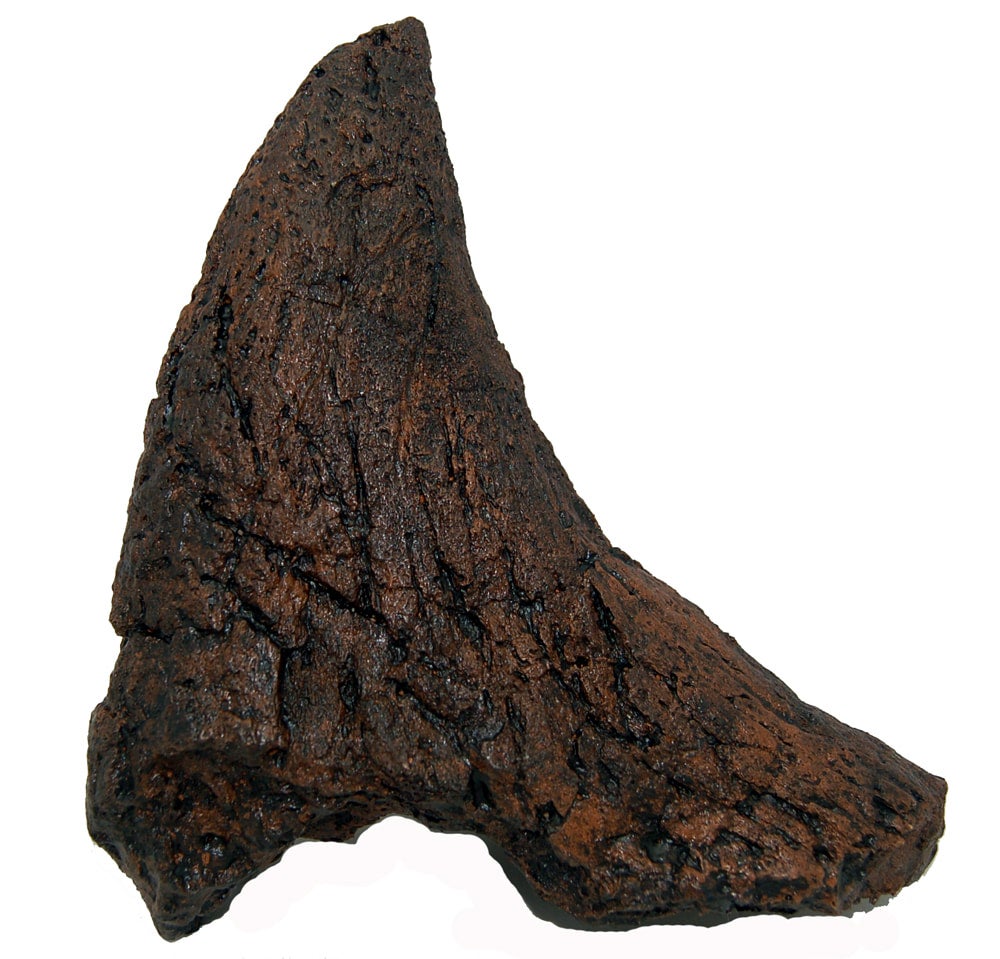 Triceratops Nose Horn #3049 replica | Prehistoric Planet Store