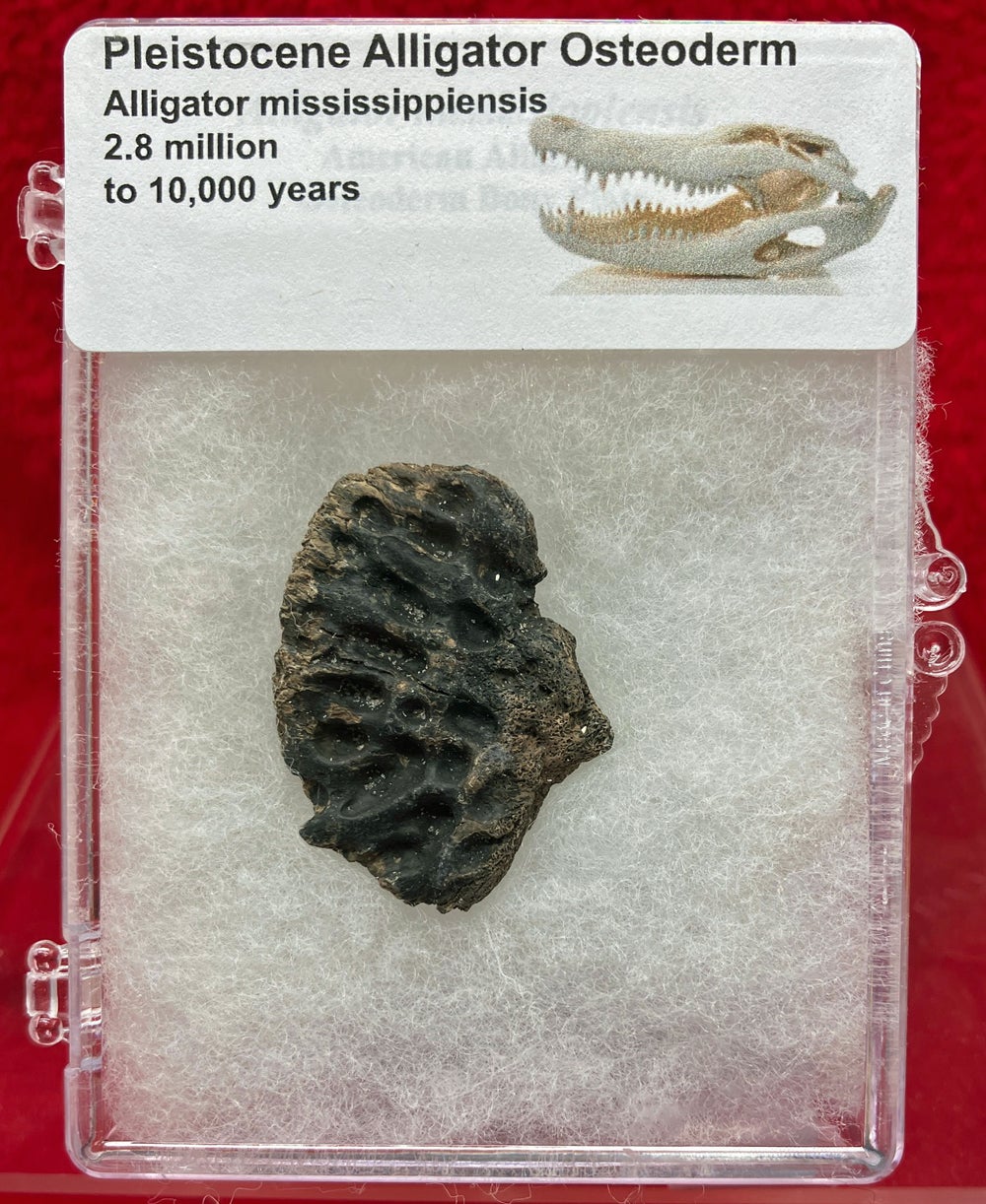 Alligator mississippiensis, Alligator Osteoderm #4054 | Prehistoric ...