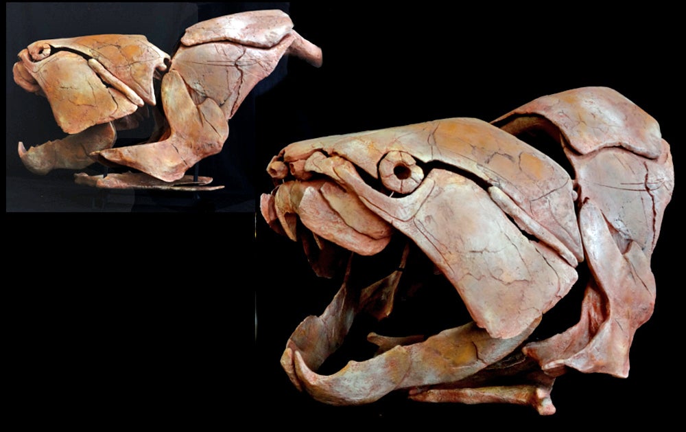 Dunkleosteus marsaisi , armored fish skull, replica #1106 | Prehistoric ...