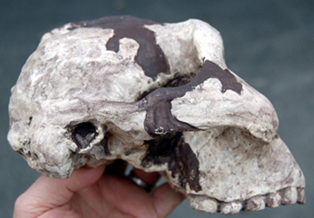 Paranthropus boisei now Australopithecus, early human skull #1008 ...