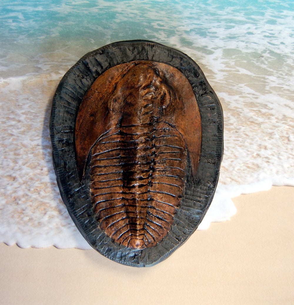 Andalusia sp. Trilobite #3008 replica | Prehistoric Planet Store