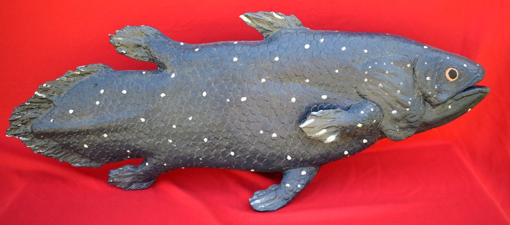 Coelacanth, life size model #3165 | Prehistoric Planet Store