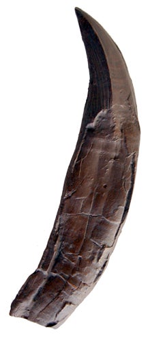 Pliosaur tooth, giant marine reptile, #744 replica | Prehistoric Planet ...