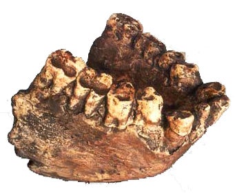 Gigantopithecus blacki, Partial Lower Jaw, Largest Known Ape #1386 ...
