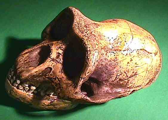 Lucy, Australopithecus afarensis, Skull Reconstruction #1387 ...