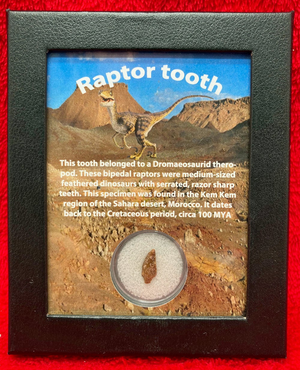 Authentic 16mm Dromaeosaurid Dinosaur Raptor Tooth, Morocco # 3544 ...