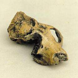 Adapis, early primate skull #1738 replica | Prehistoric Planet Store
