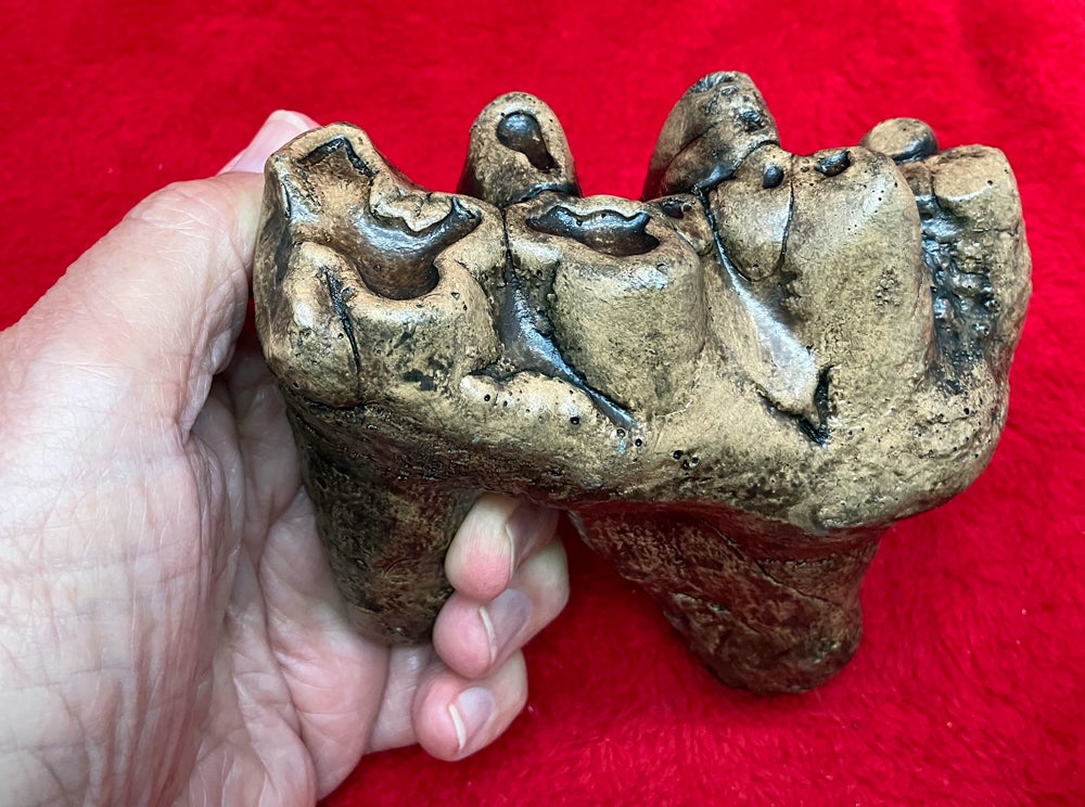 Gomphotherium. productum , tooth, replica #4276 | Prehistoric Planet Store