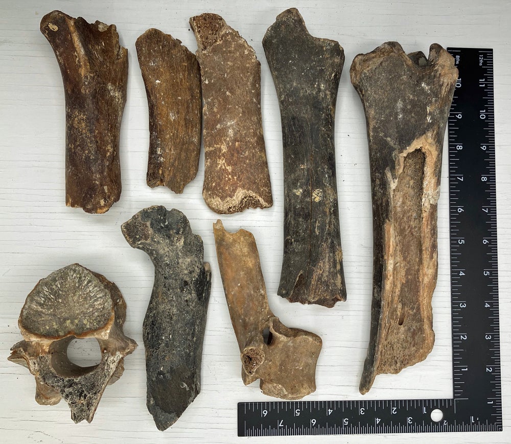 Authentic Ice Age Fossilized Mammal Bones Wholesale Lot of 8 ...