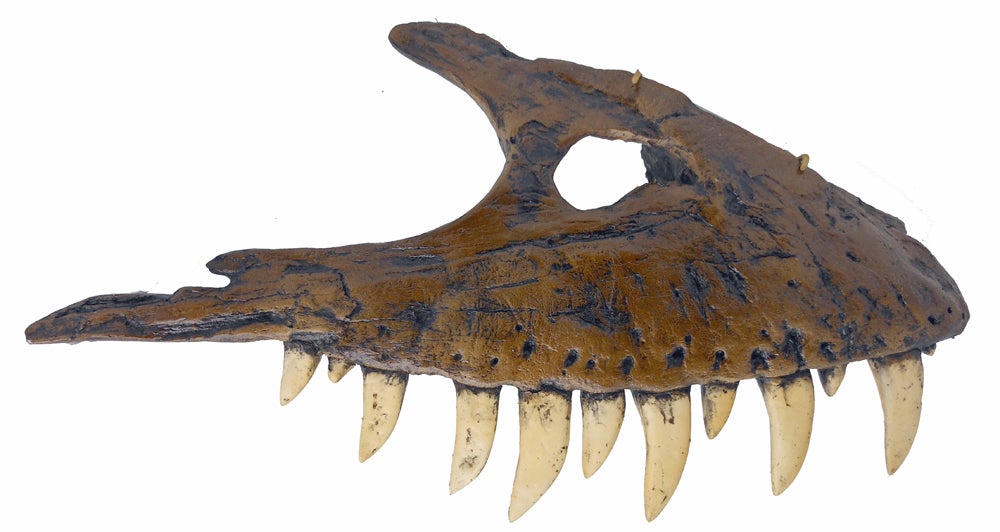 Albertosaurus, maxilla #2119 replica | Prehistoric Planet Store