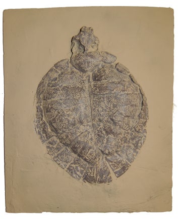 Allaeochelys crassesculptata, Messel Turtle, #1379 replica ...