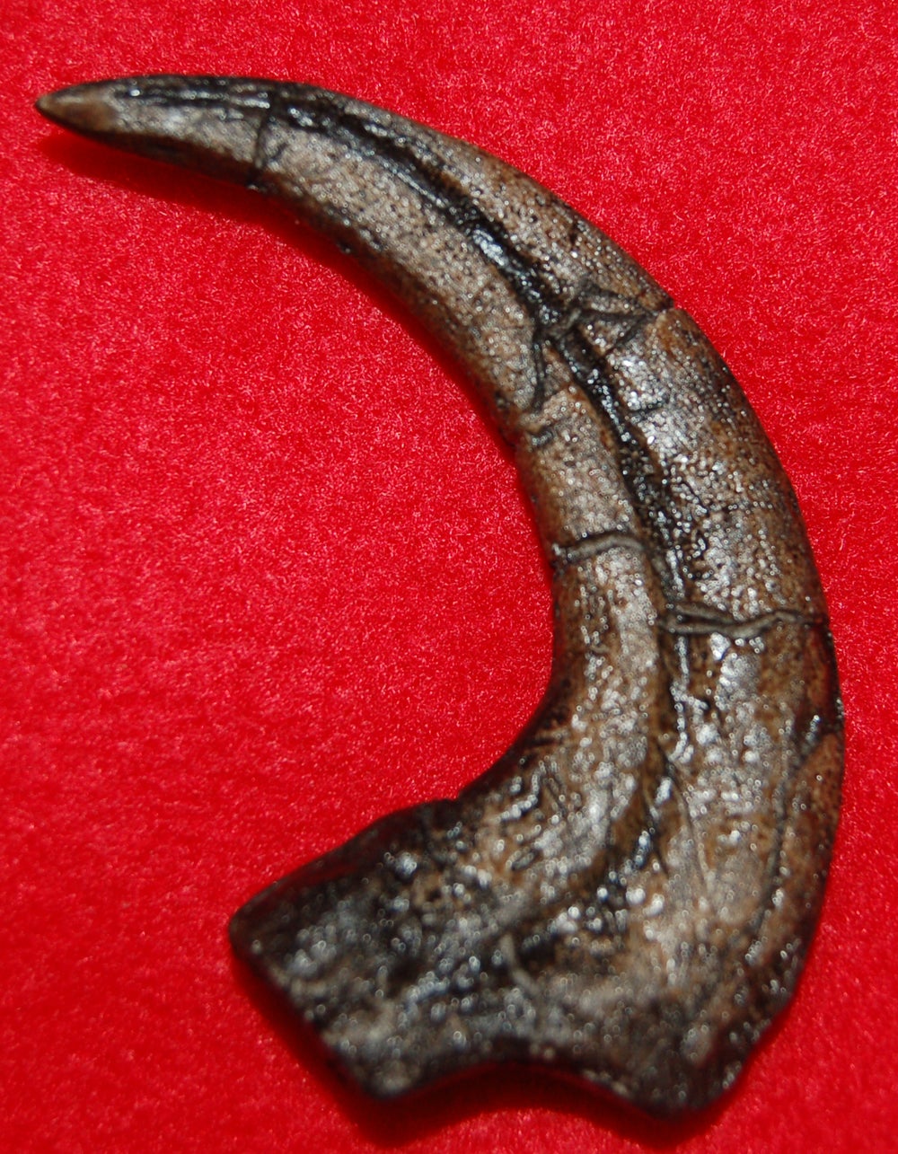 Velociraptor slashing & killing claw #2988 replica | Prehistoric Planet ...