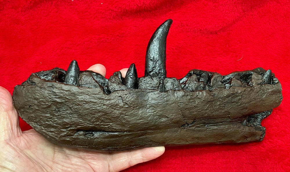 Megalosaurus bucklandii, 1st desceibed dinosaur, Jaw & Teeth #504 ...