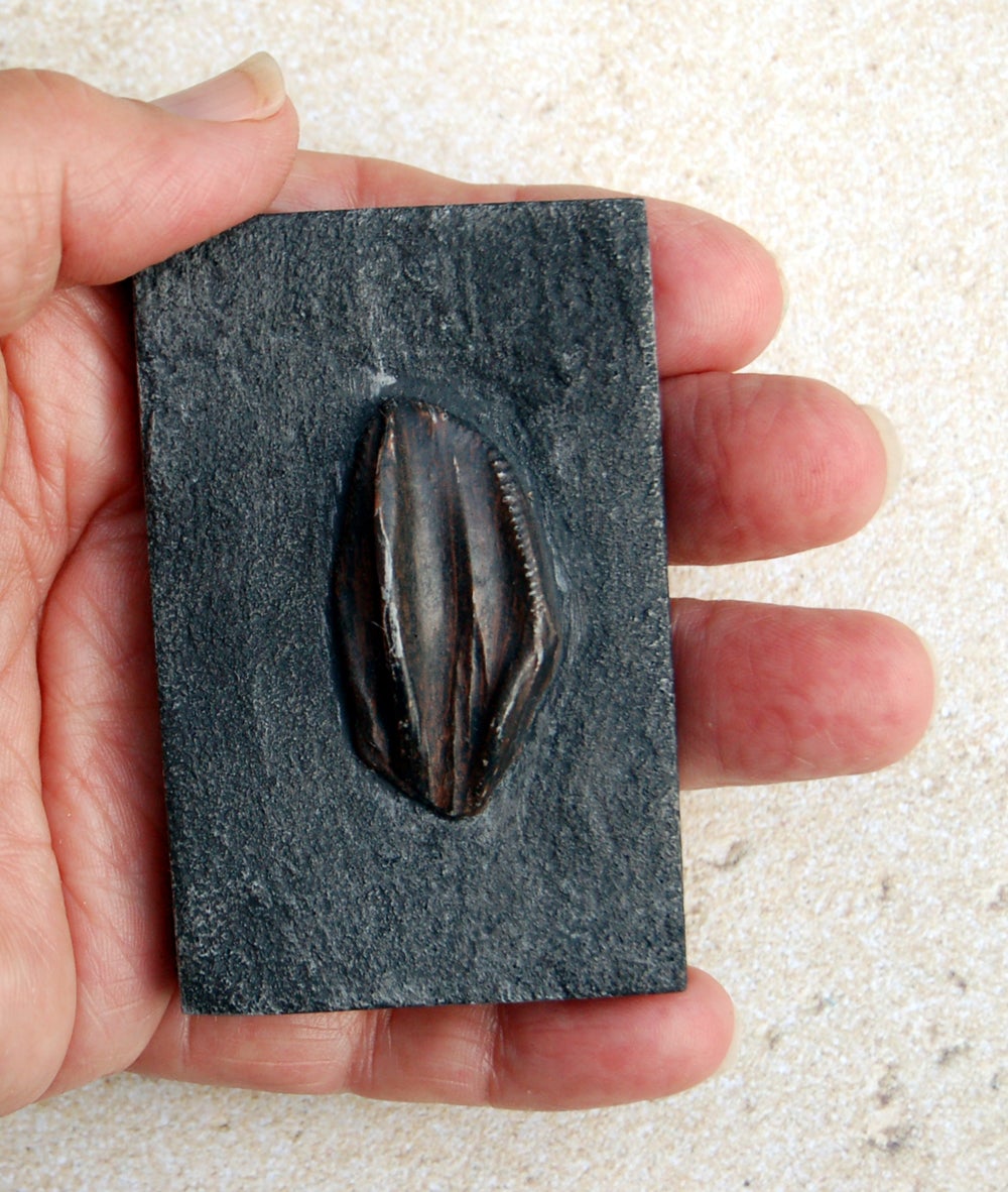 Iguanodon bernissartensis, tooth in matrix #3043 | Prehistoric Planet Store